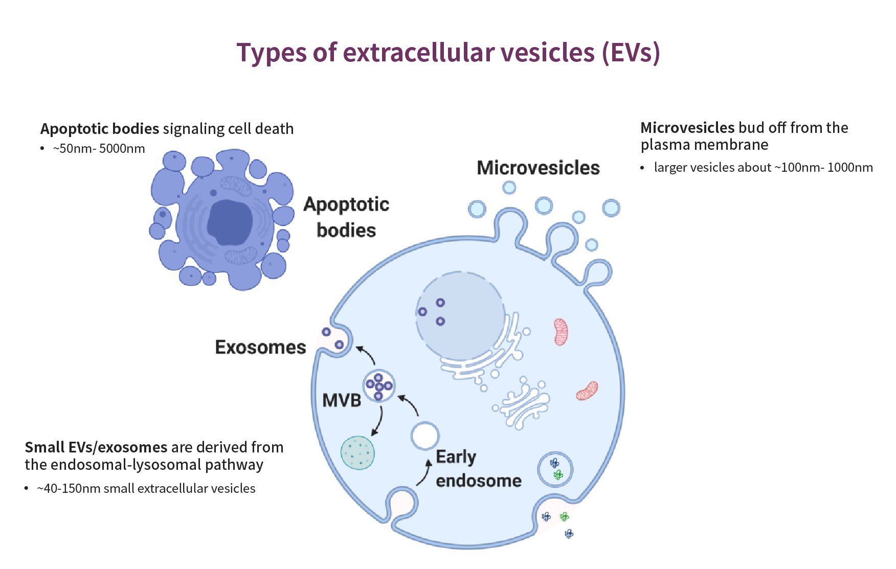 Home : EzerSonic® SoniEV™ sEV Isolation